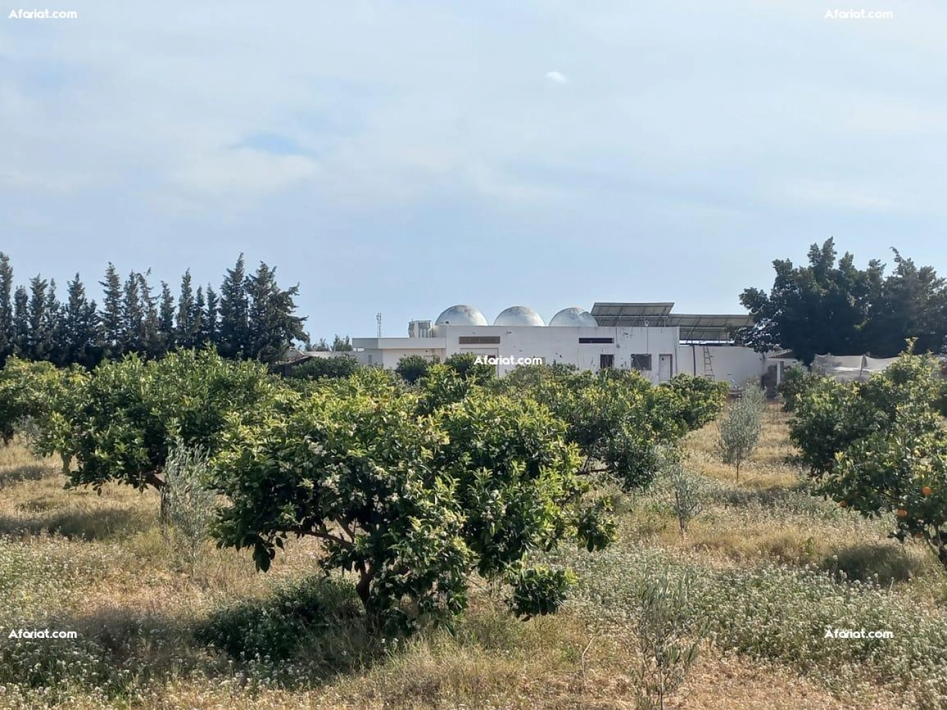 Une ferme à vendre de la ville sidi hamed à hammamet | afariat.com