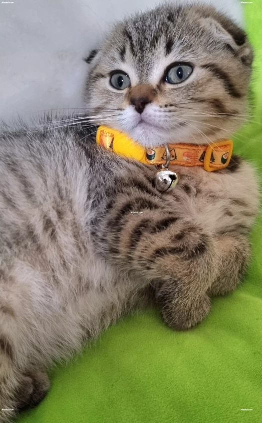 Chaton scottish fold | afariat.com