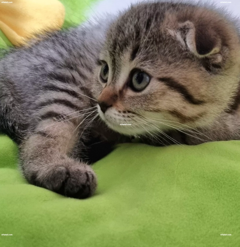 Chaton scottish fold | afariat.com